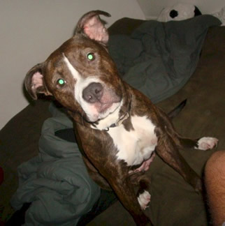 New Page 1 [www.pitbullregistry.com]